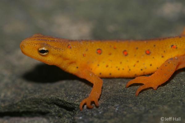 Eastern Newt | NC Wildlife